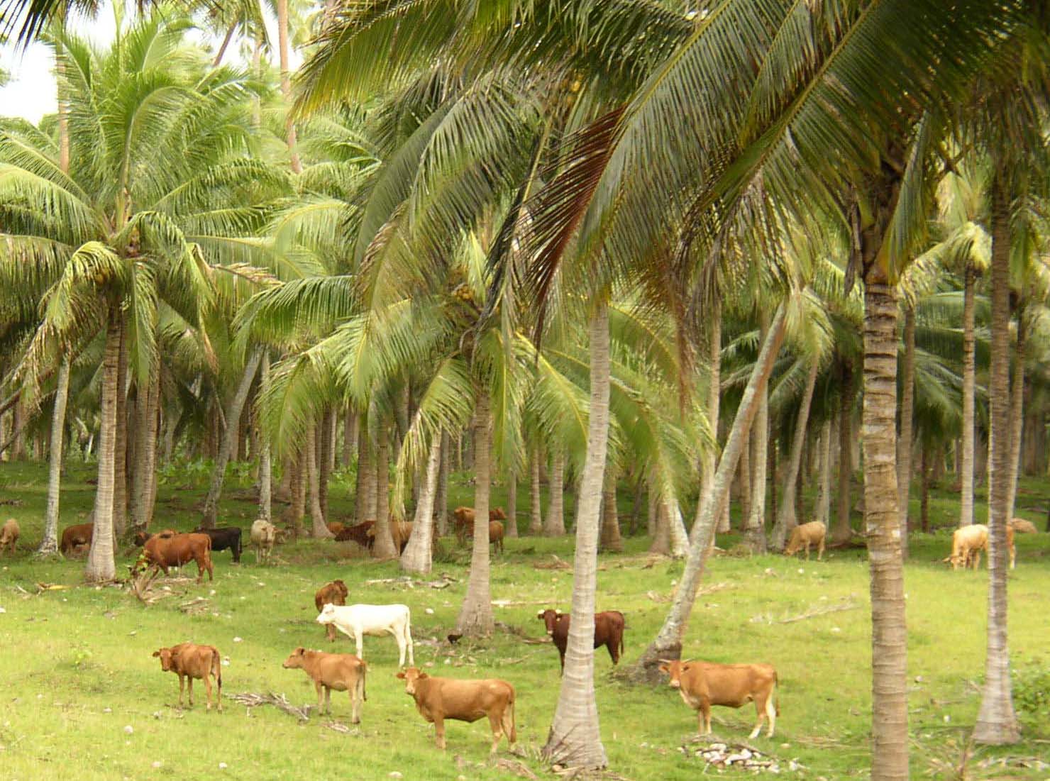 Coconut planting material for the Pacific region: Vanuatu