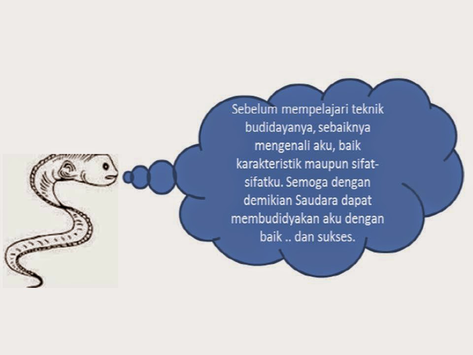 Media Penyuluhan Perikanan: MENGENAL IKAN SIDAT