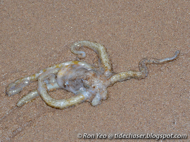 tHE tiDE cHAsER: Cephalopods (Phyllum Mollusca: Class Cephalopoda) of ...