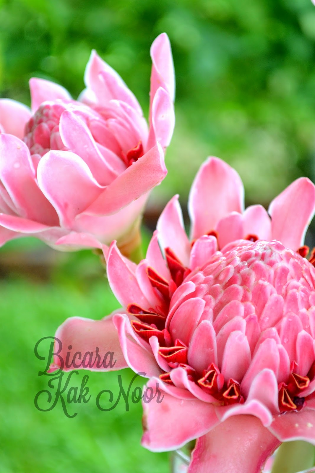 Cara Menghargai Bunga Halia Merah