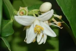 LIMAU GEDANG - Anak Pertanian