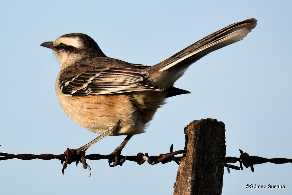 Aves de Lobería.: Calandria Grande (Mimus saturninus)