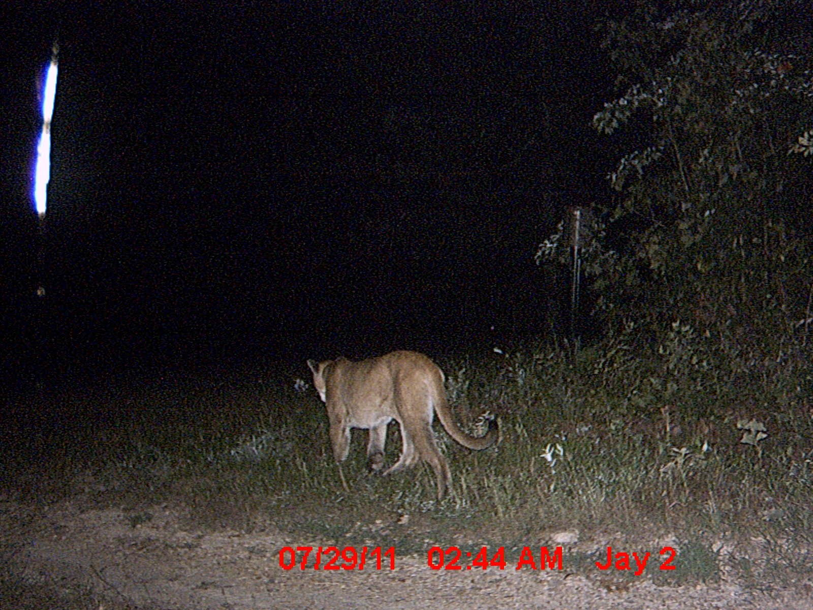 Mountain lion spotted in Shannon County ~ KRCU News
