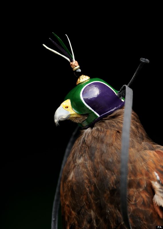 July 2013 - ARUNACHALA BIRDS