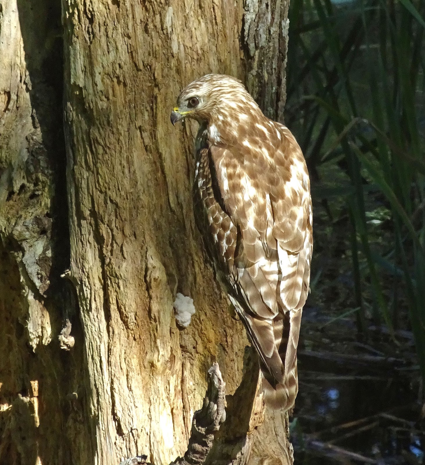 Joe's Retirement Blog: Red-shouldered Hawk, Manomet, Plymouth ...
