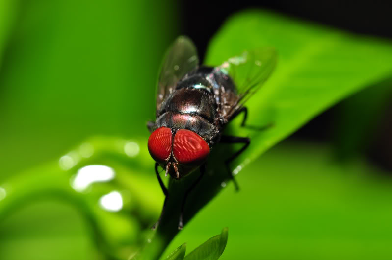 Top 10 Macro Photographs of Insects - Just Amazing Things