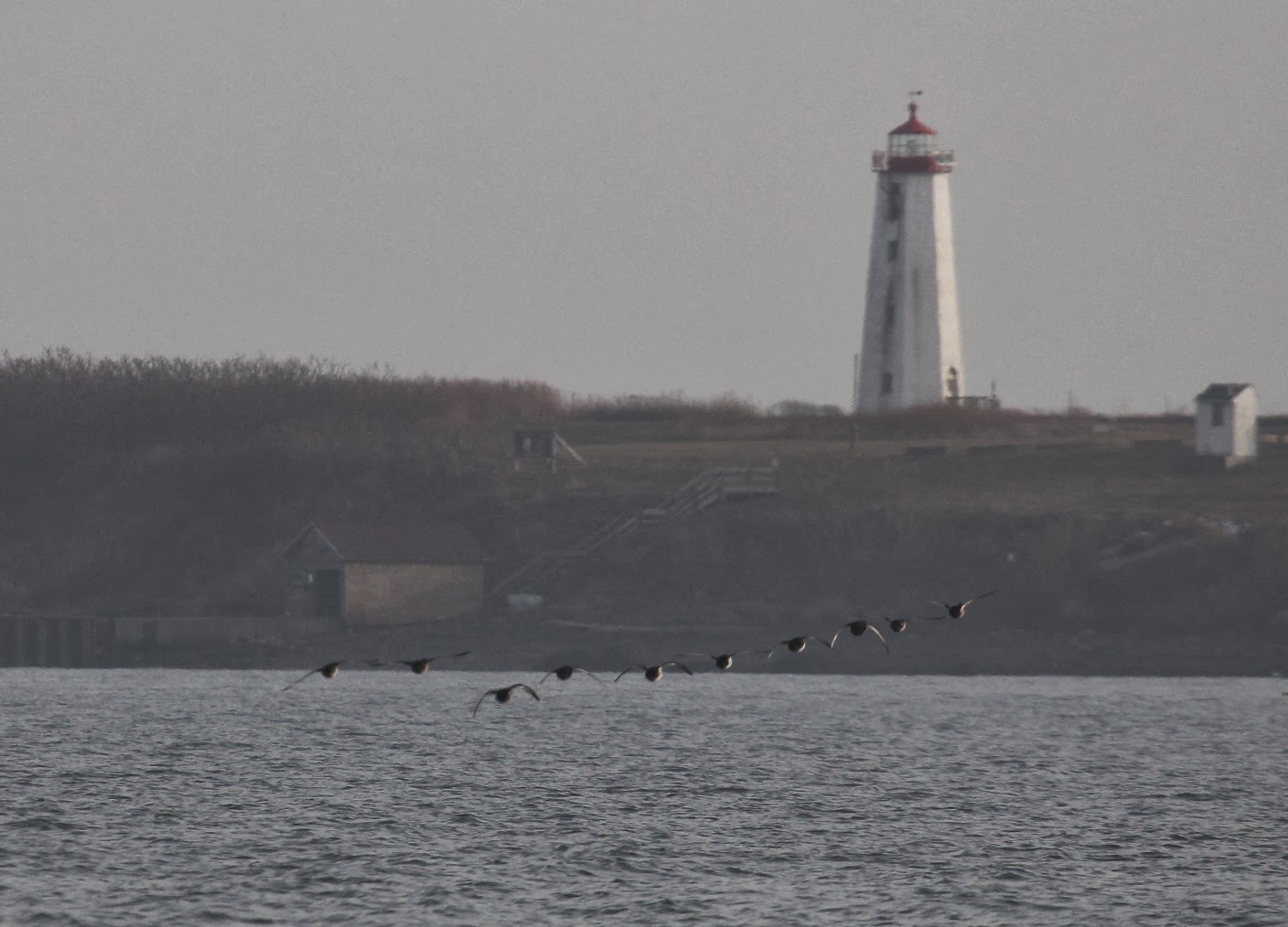 New England Coastal Birds: December (unofficial CBC) boat ride to ...