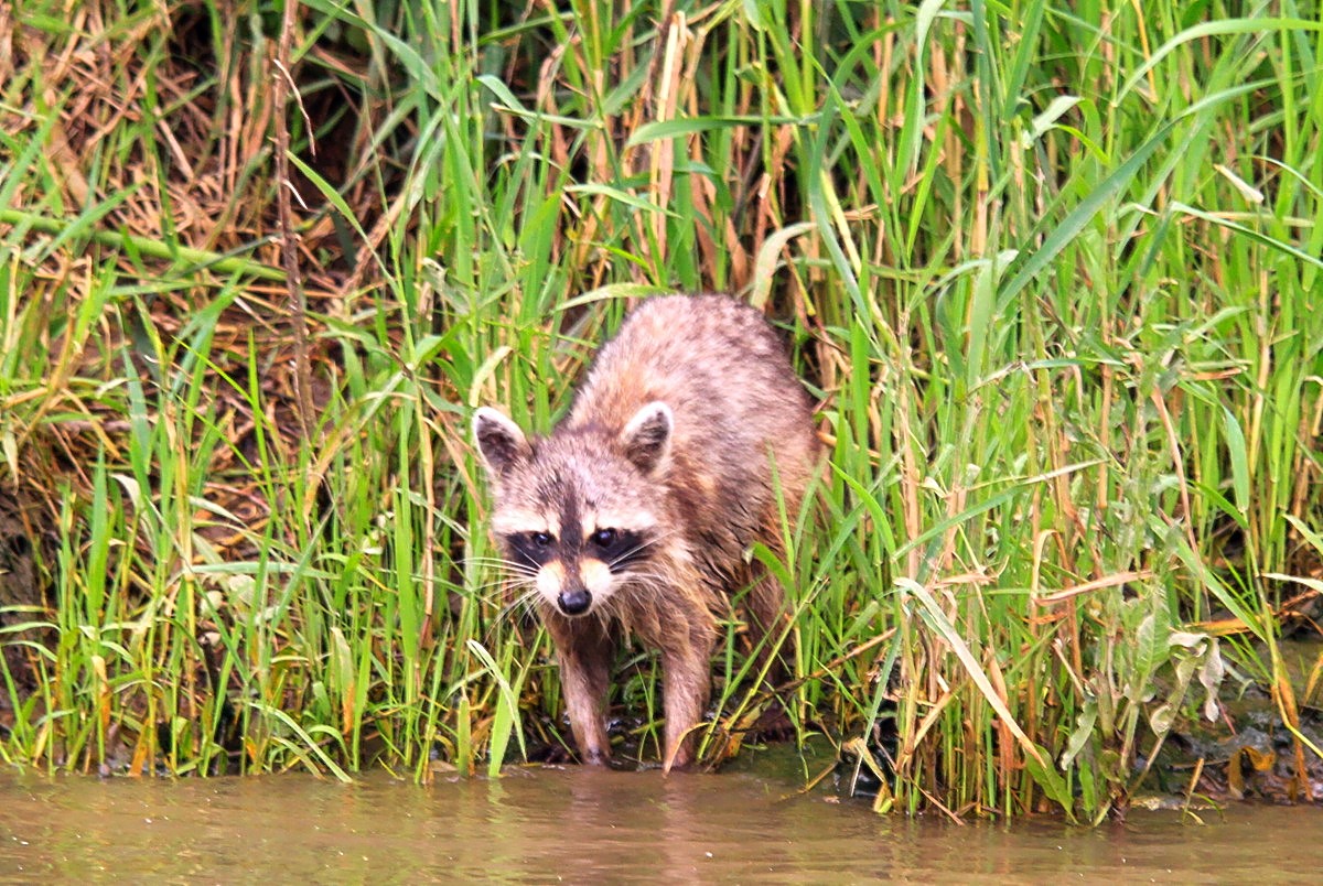Gary's Outdoor Wanderings2: THE WOODLAND RACCOON