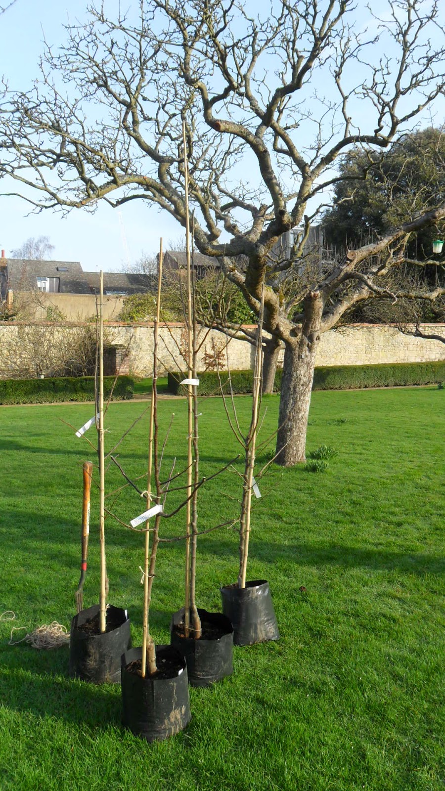 Worcester College Gardeners 2009-2018: Planting Four Young Fruit Trees