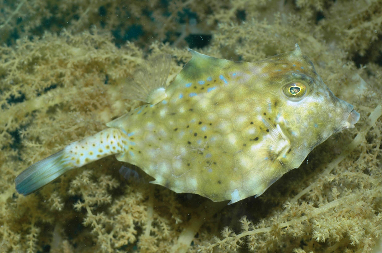Fish Index: Hovercraft Boxfish (Tetrosomus gibbosus)