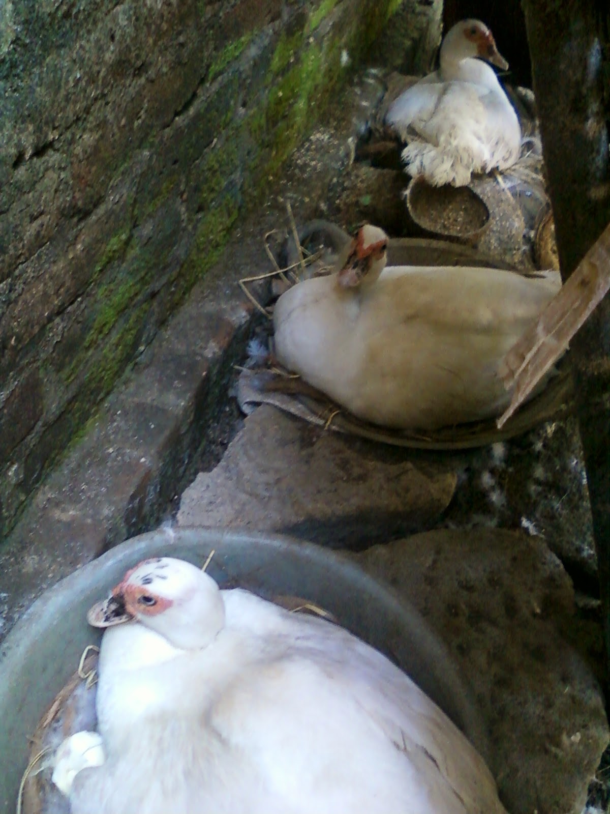 musisi jondol: Budidaya Entok, Entog