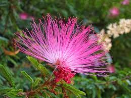 Studio Floral Dora Santoro: Caliandra