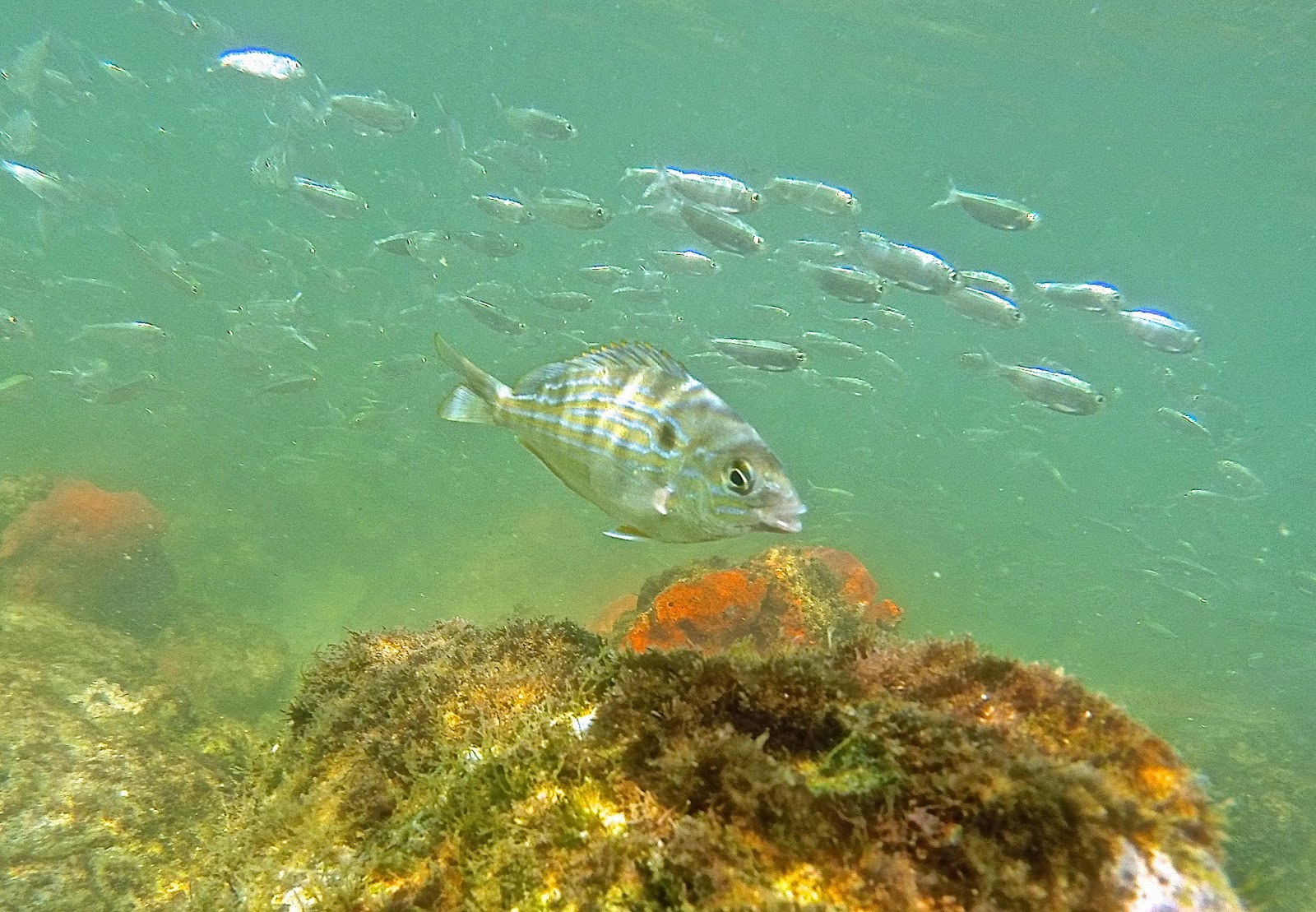 Marine Life: Pinfish