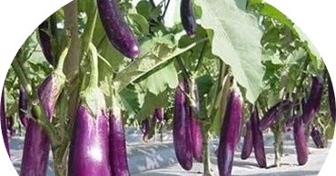 Cara Mengatasi Layu Pada Terong | TIPS PRAKTIS | Cara Mencegah Atau ...