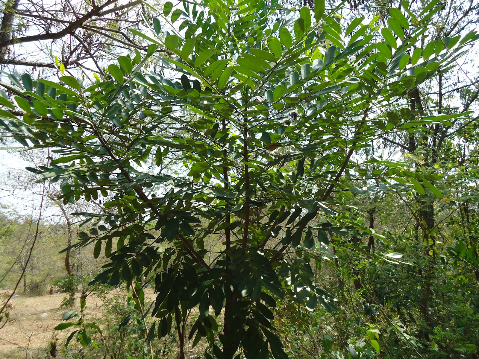 World Tamil Foundation