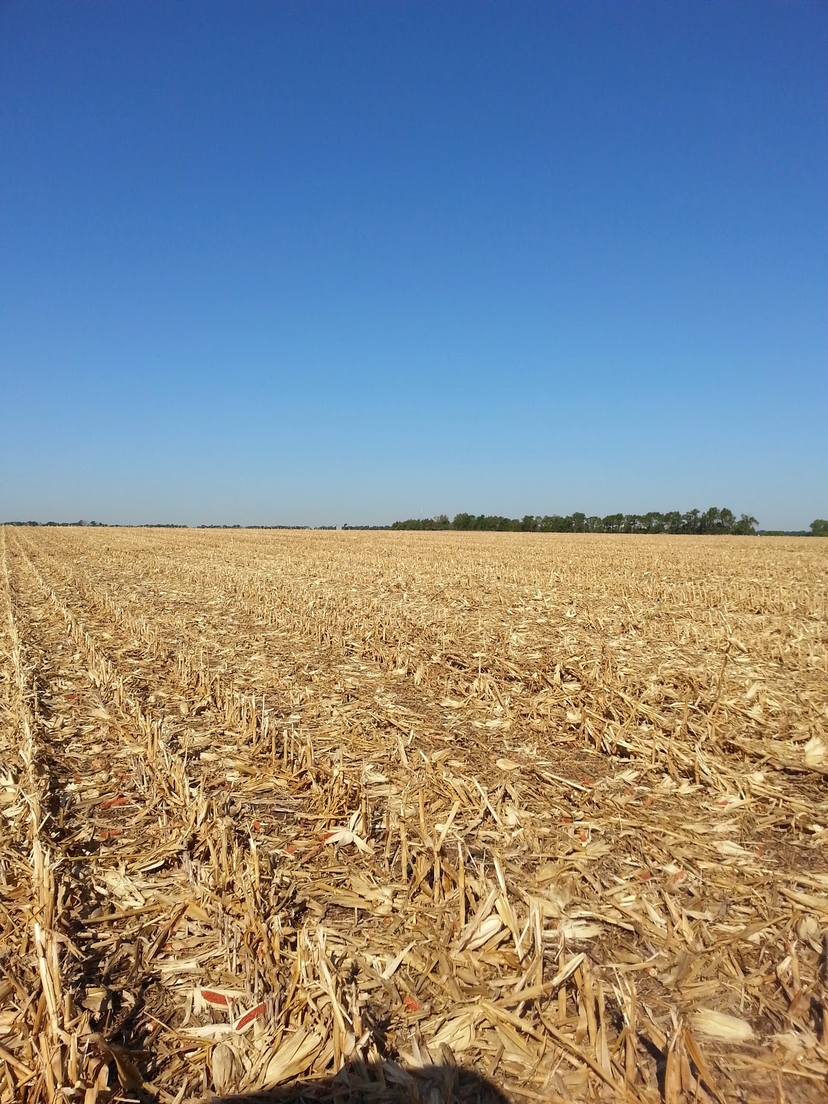 In Between the Sunsets of Life: Wheat Sowing - 2015 Crop Year