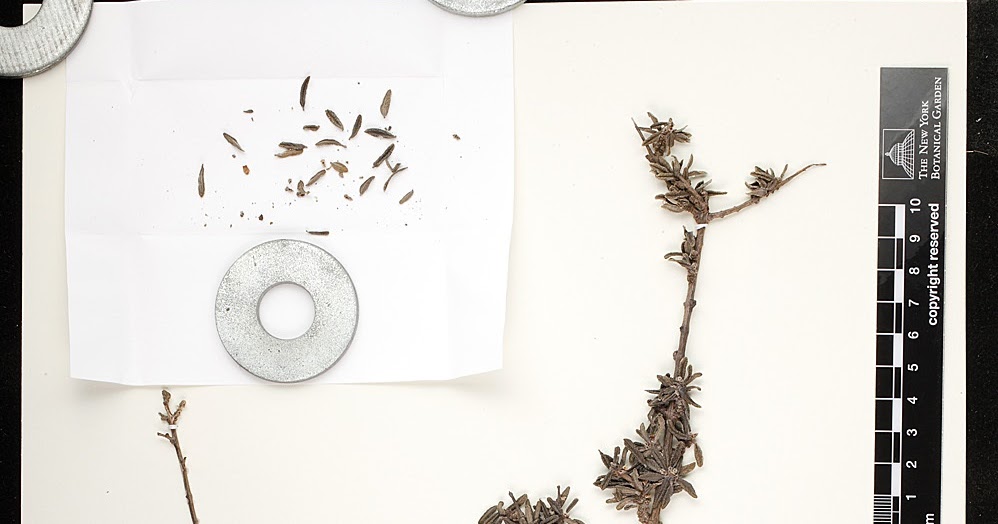 Flora de Puerto Rico Ilustrada Papo Vives: VERBENACEAE NASHIA INAGUENSIS