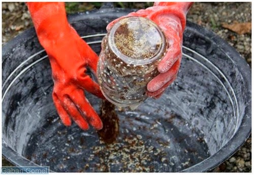 Proses Penghasilan Telur Semut Sumber Makanan Tambahan . - Gaban Comel