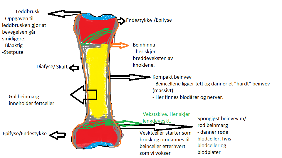Helseblogg: Skjelett og muskler