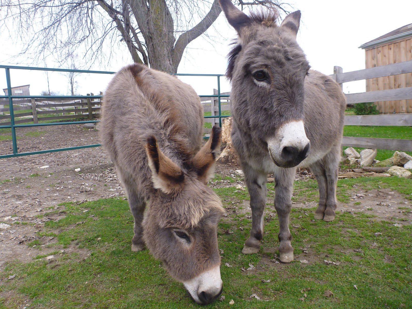Where the Veggies Are: Fall Volunteer Day at the Donkey Sanctuary of Canada