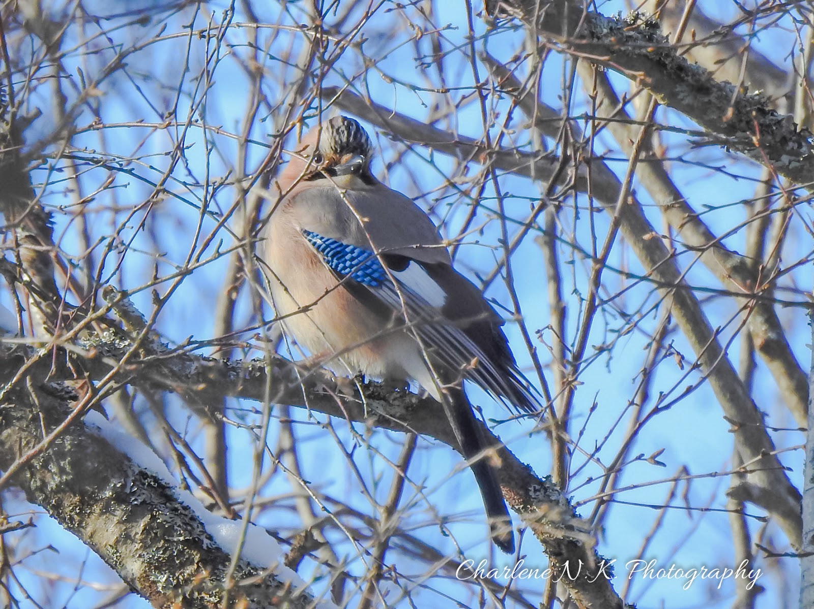 In Quest of a Scarce Bird |Blissful Solitary Wanderings