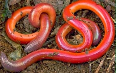 Baru 18+ Contoh Hewan Cacing Gilig Nemathelminthes