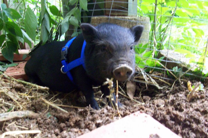 Sweet Pig Farm: Our Sweet Pigs