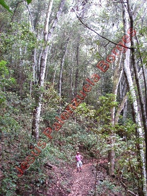 Jesus Palenzuela Borges: Loro, laurel (Laurus novocanariensis).