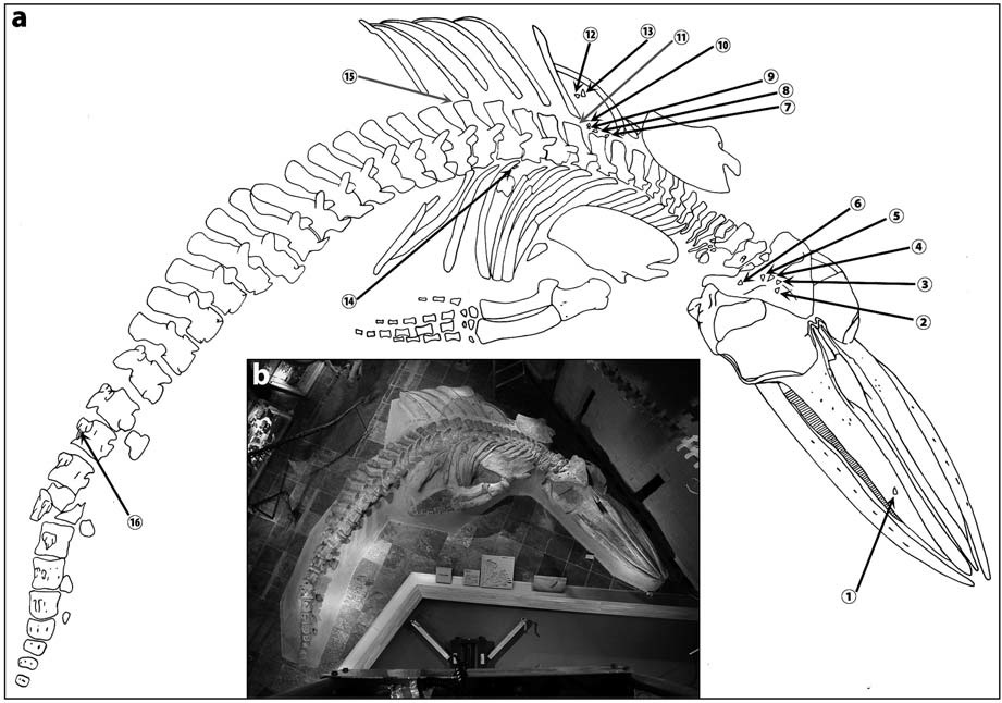 The Coastal Paleontologist: "No, you don't have a Prosqualodon tooth ...