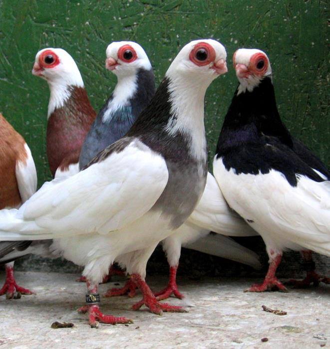 World of Pigeons and Doves: Prague Short-Faced Tumbler