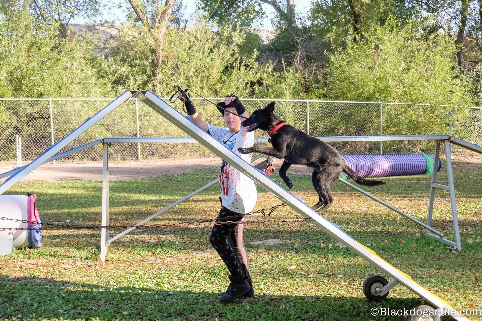 Fun Activities For You And Your Dog