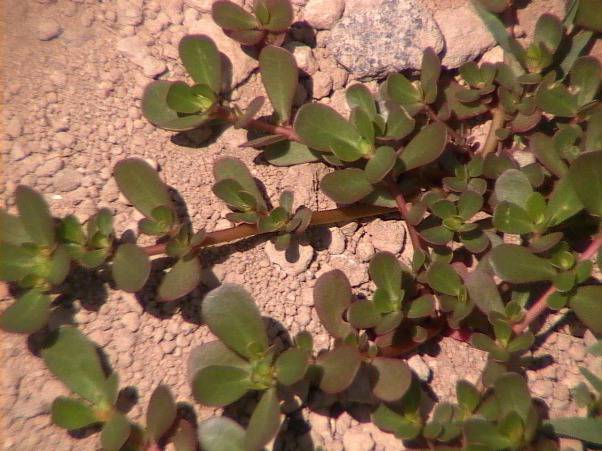 Ciri - ciri tanaman krokot dan khasiatnya