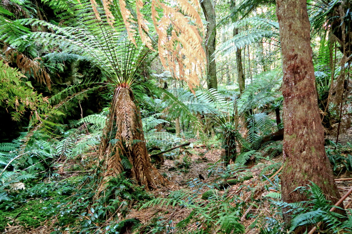 Mountains: Dicksonia Forest Ravine, NSW Blue Mts, Australia