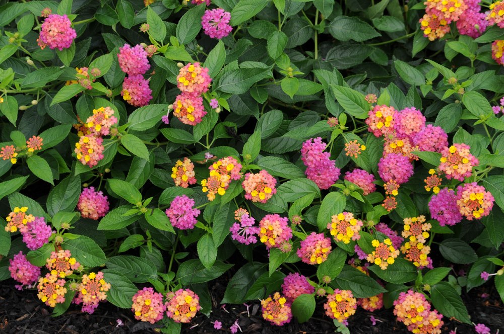 4 seasons flowers: Lantana camara
