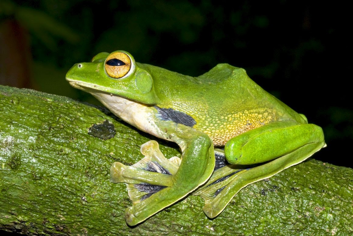 Biologia Marinha : rã