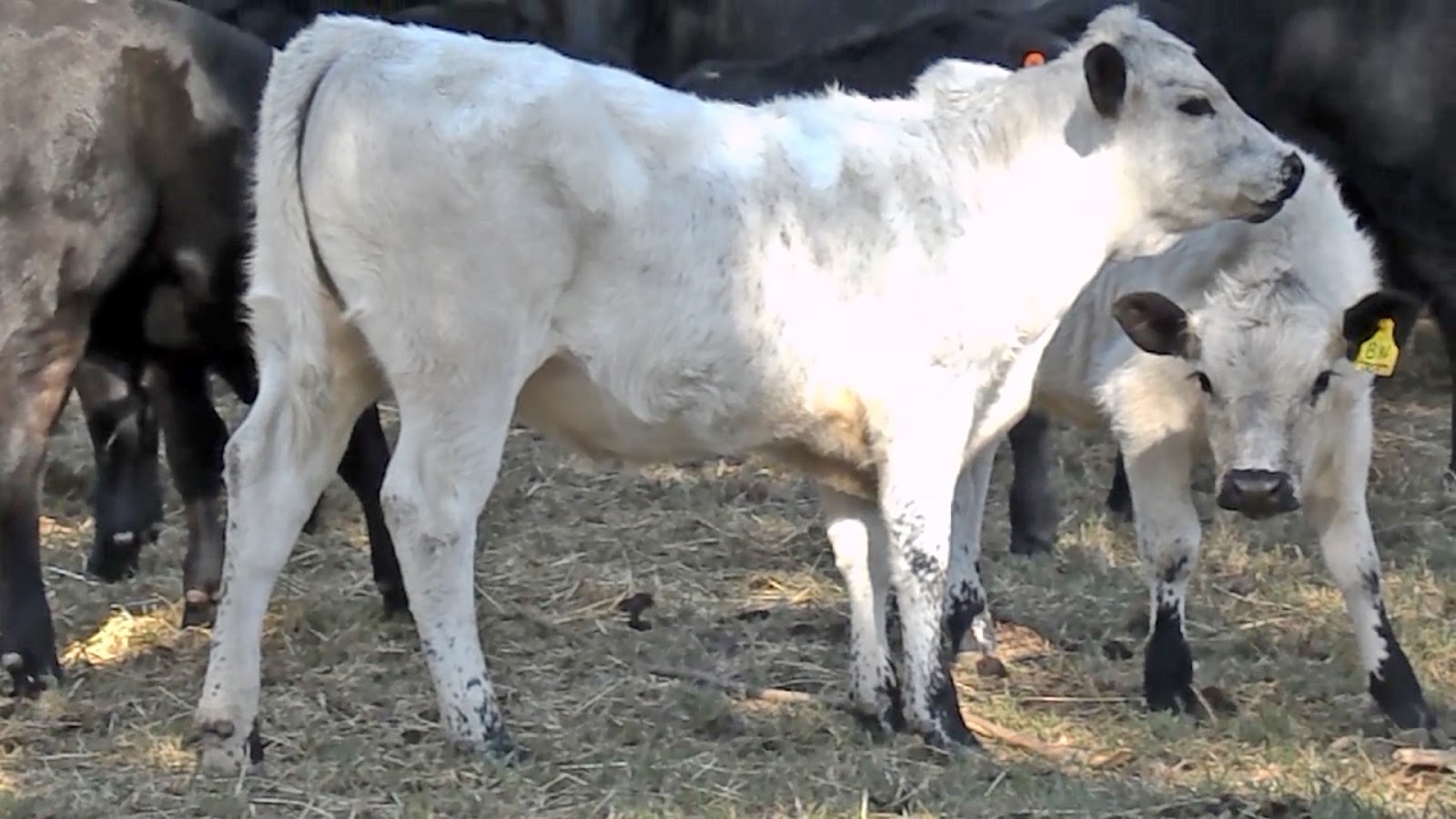 British White Cattle in Southeast Texas - JWest Cattle Company: British ...