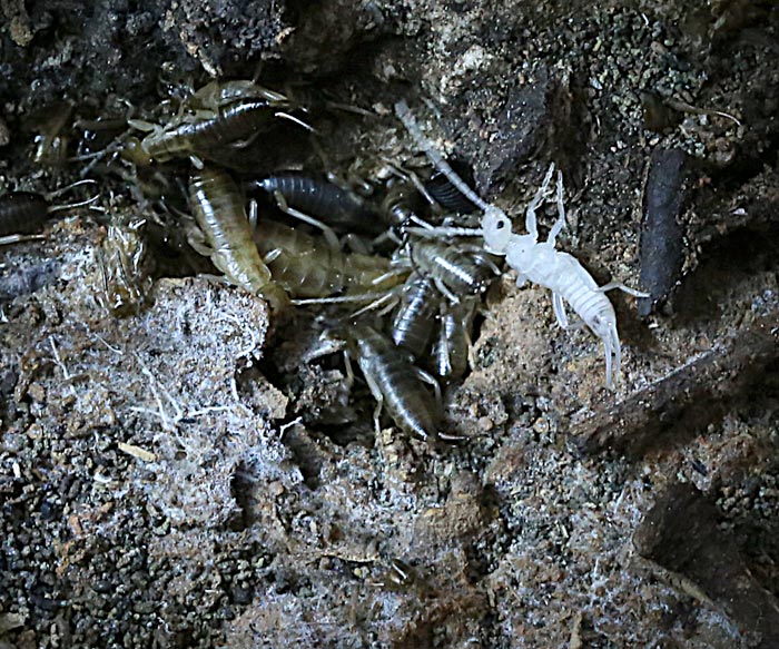 Foto-Natura-Huesca: INSECTO ALBINO - TIJERETA ALBINA Forficula ...