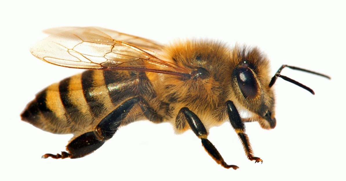 Anatomi Lebah | Madu Asli - High Desert