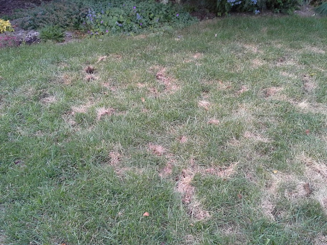 University of Illinois Plant Clinic: Lawn Pests Can Lead to Hungry ...