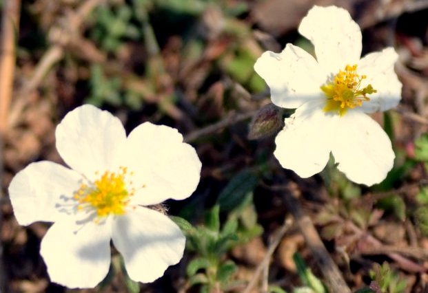 EN EL MONCAYO: Rosa de las Rocas Blanca (Helianthemum apenninum)