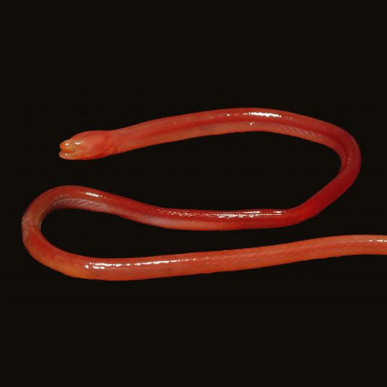 Species New to Science: [Ichthyology • 2018] Monopterus rongsaw • A New ...