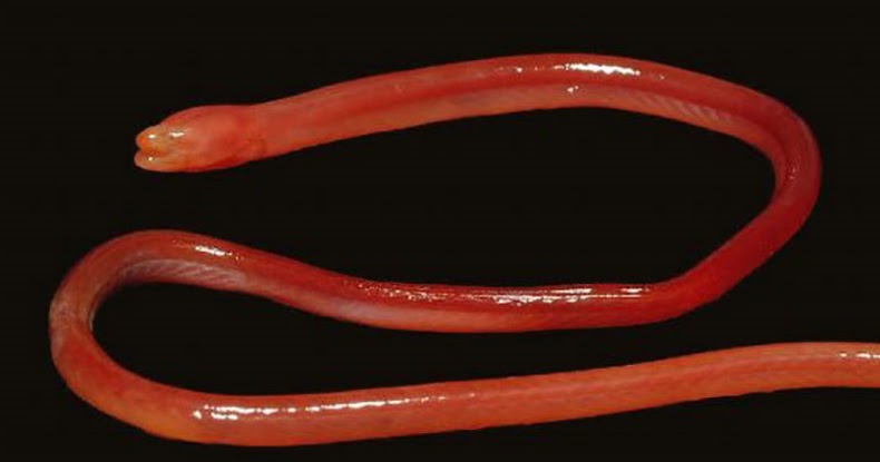 Species New to Science: [Ichthyology • 2018] Monopterus rongsaw • A New ...