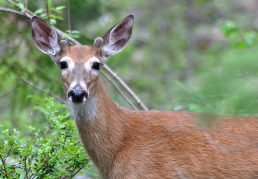 Jana Malinek Photography: Deer Family of British Columbia: WHITETAIL DEER