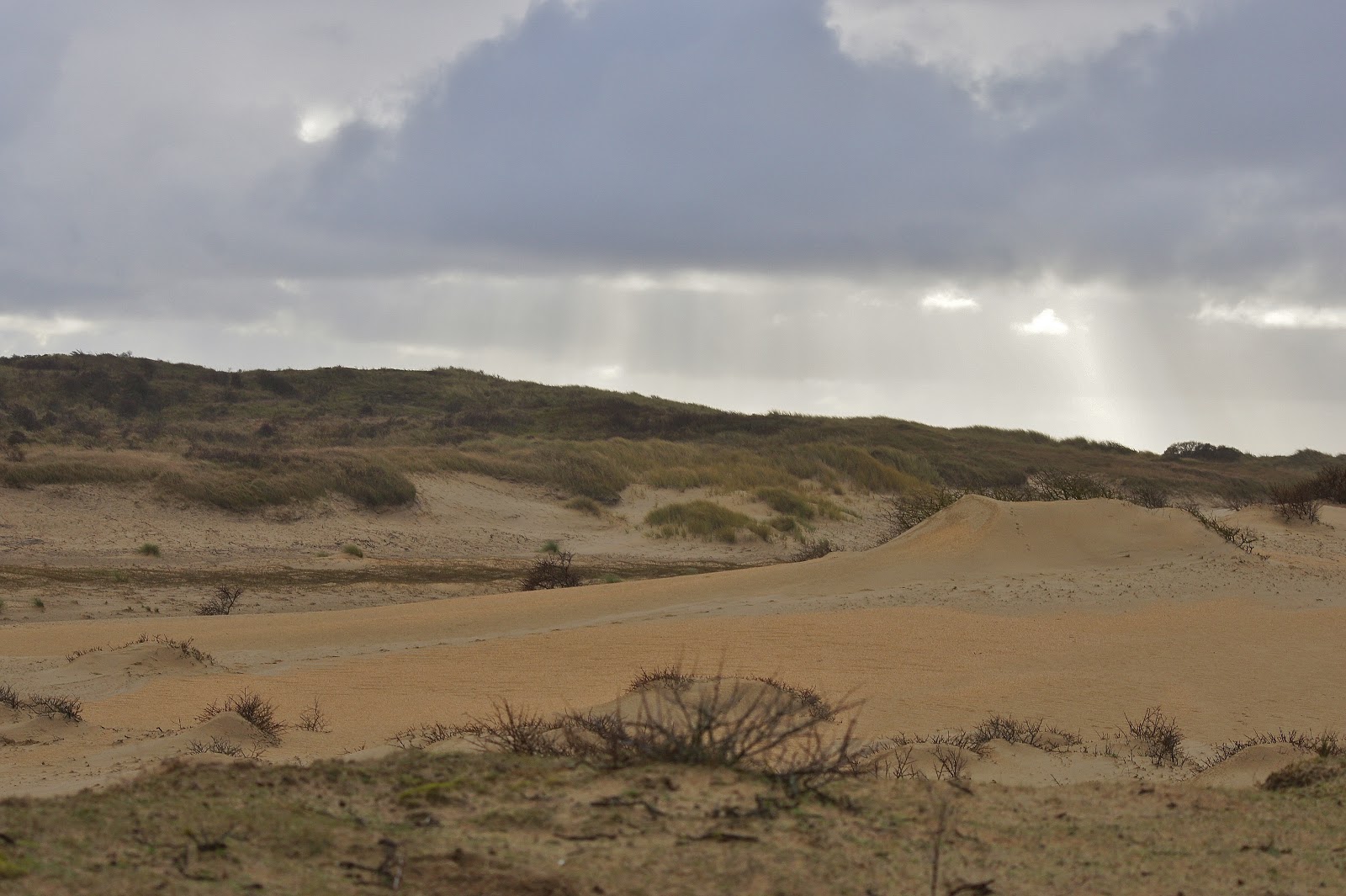 AMSTERDAMSE WATERLEIDINGDUINEN AWD: Het Duingebied