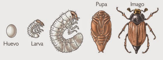 ENTOMOLOGIA: El mundo de los insectos