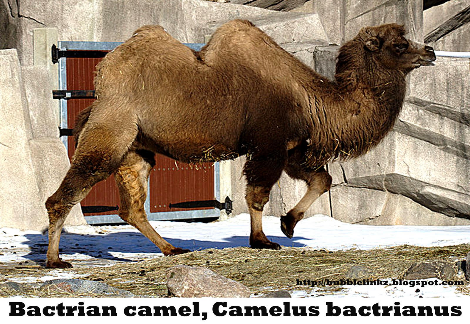 B u B b L e L i B R A R Y: What is a camel's hump for?