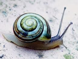 PENGAJARAN DARIPADA ALAM: SIPUT