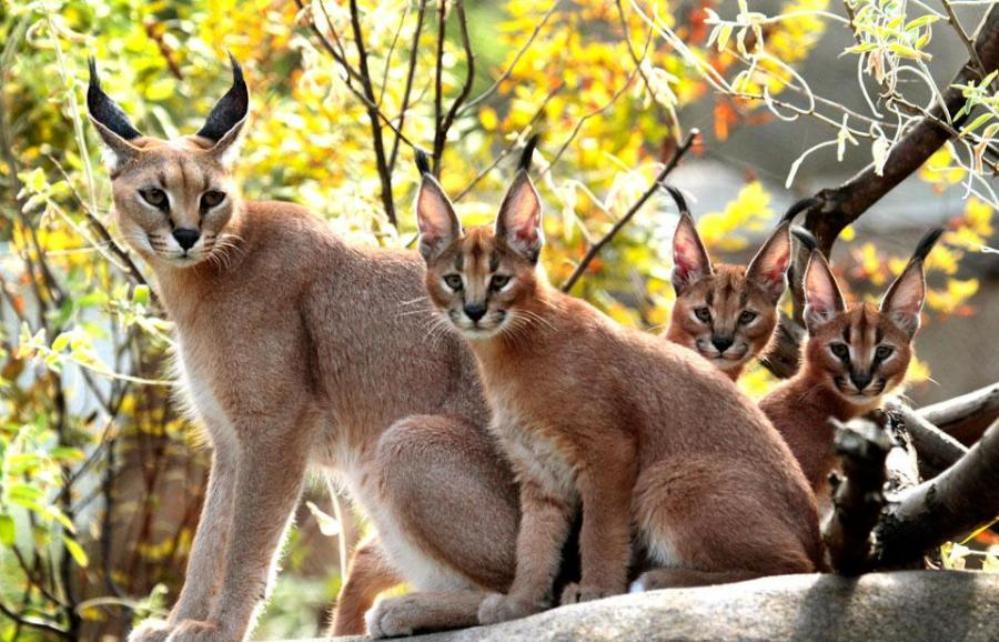 CARACAL CAT photos - wallpapers (ανανεωμένο) | the fun bank