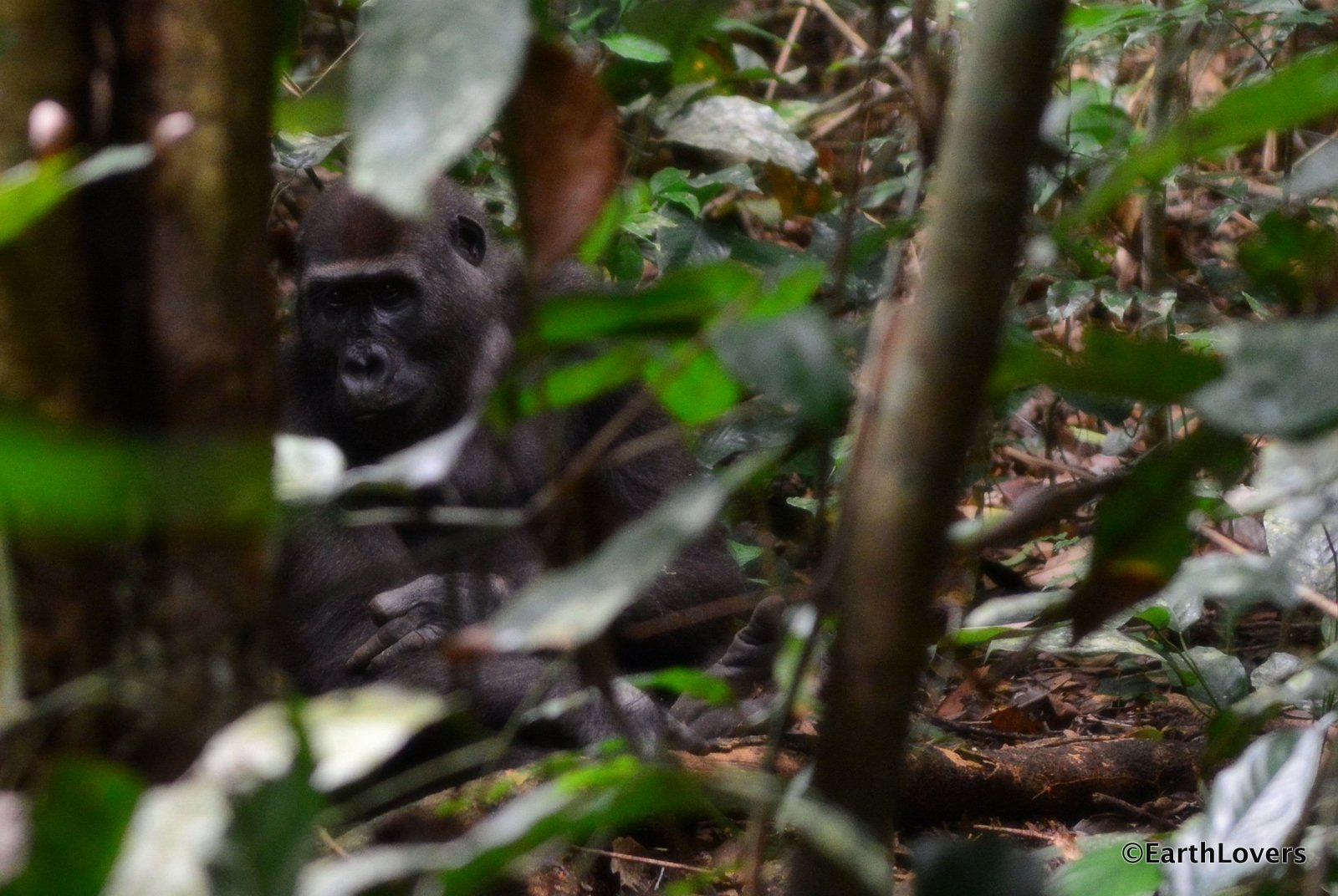 EarthLoversOnTour: Dzanga-Sangha: We Find Gorillas - and Get Surprised ...