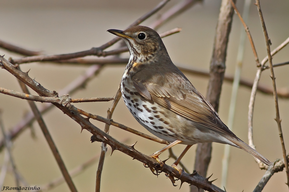 Pescador de aves: Tordo comum